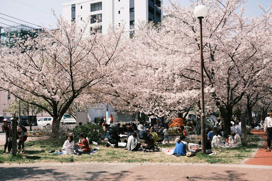 A Guide to Japanese Picnic Food | Oriental Mart