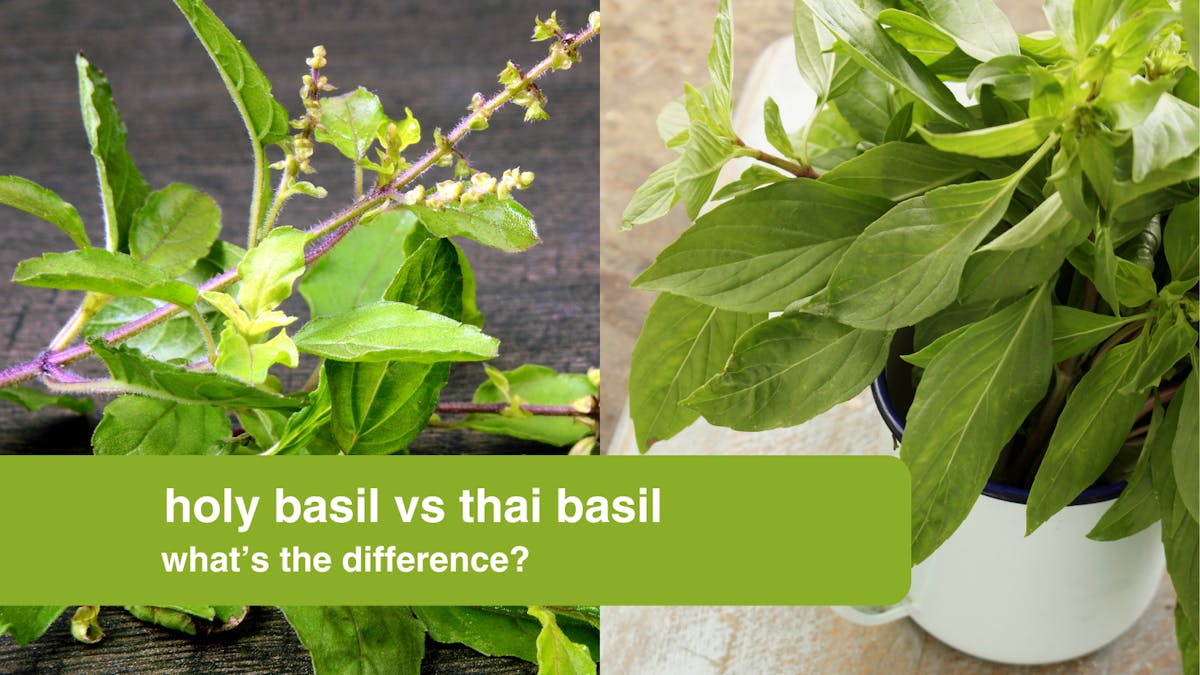 Holy Basil Vs Thai Basil: What's the Difference | Oriental Mart
