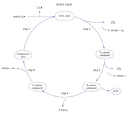 Line diagrams and system maps: Note-taking techniques | Help Centre ...