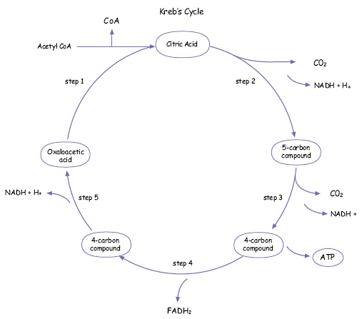 Line diagrams and system maps: Note-taking techniques | Help Centre ...