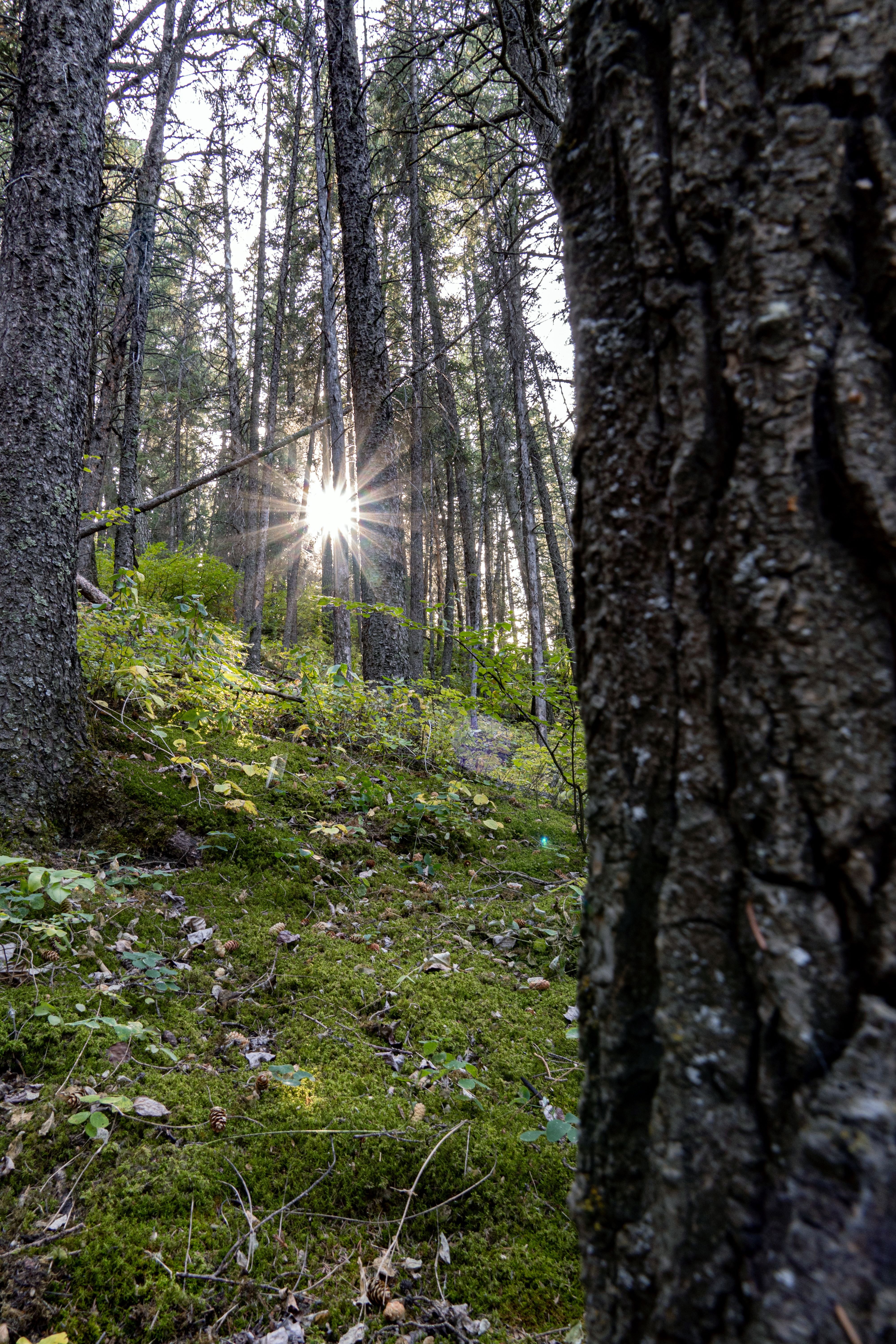 Luxury Paired Homes for sale in Calgary | Partners Development Group