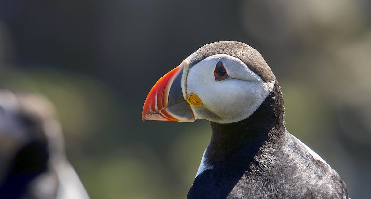 Puffins in Iceland | Wildlife in Iceland | Perlan