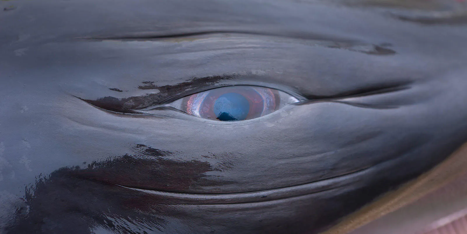 Blue Whale Eye Humpback Whale Eyes Gaze And Mouth Line Closed, Clear