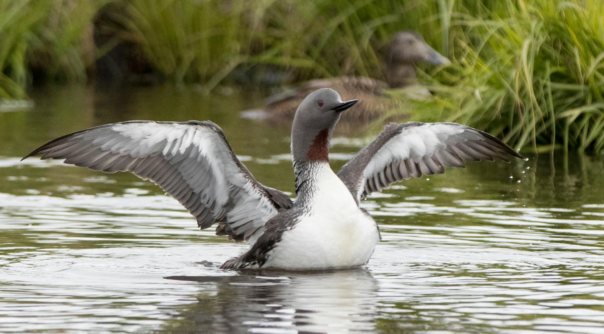 The Red-Throated Diver | Birds of Iceland | Perlan