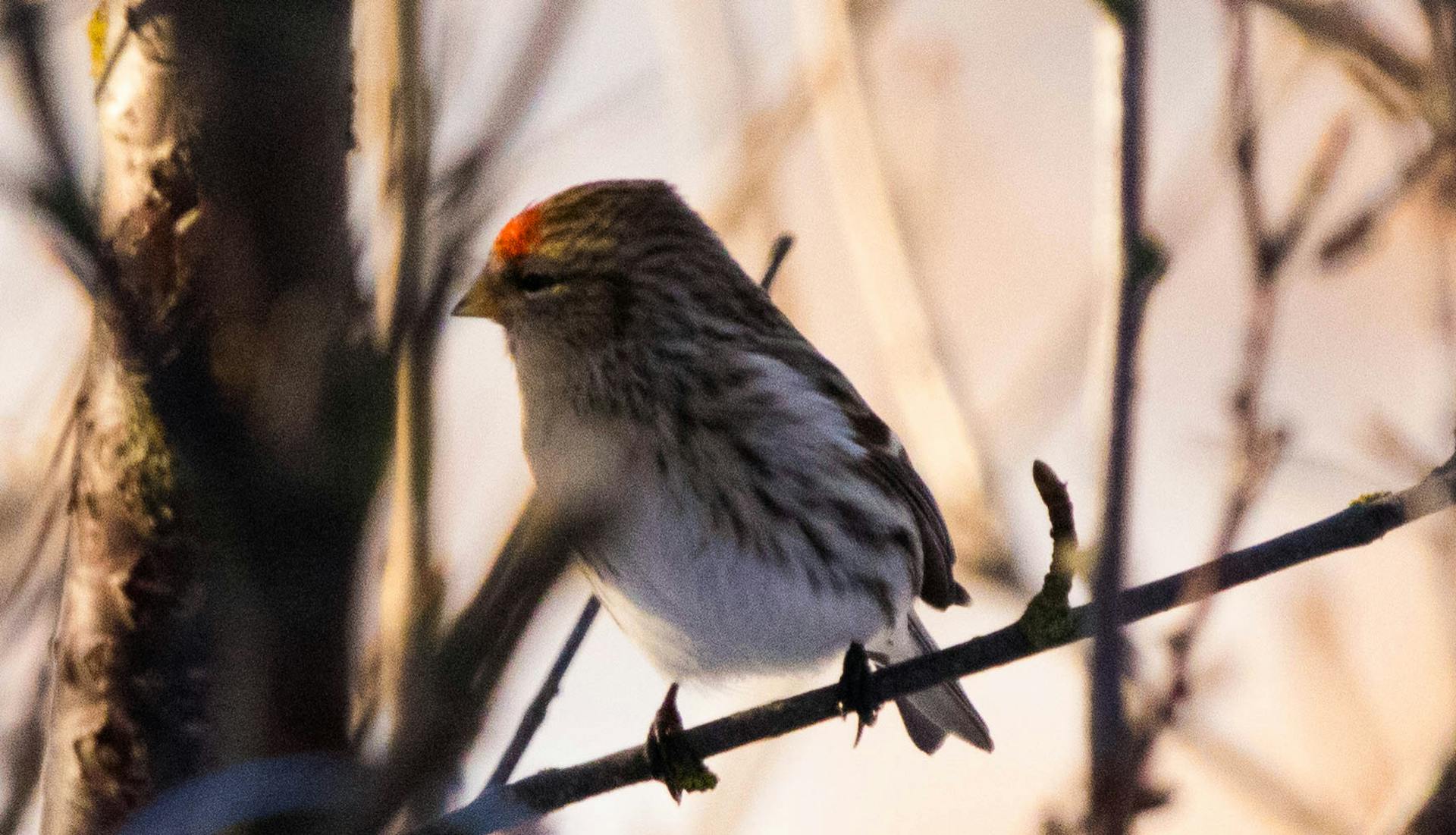 Discover the Elusive Beauty: Identifying the Icelandic Redpoll | Perlan