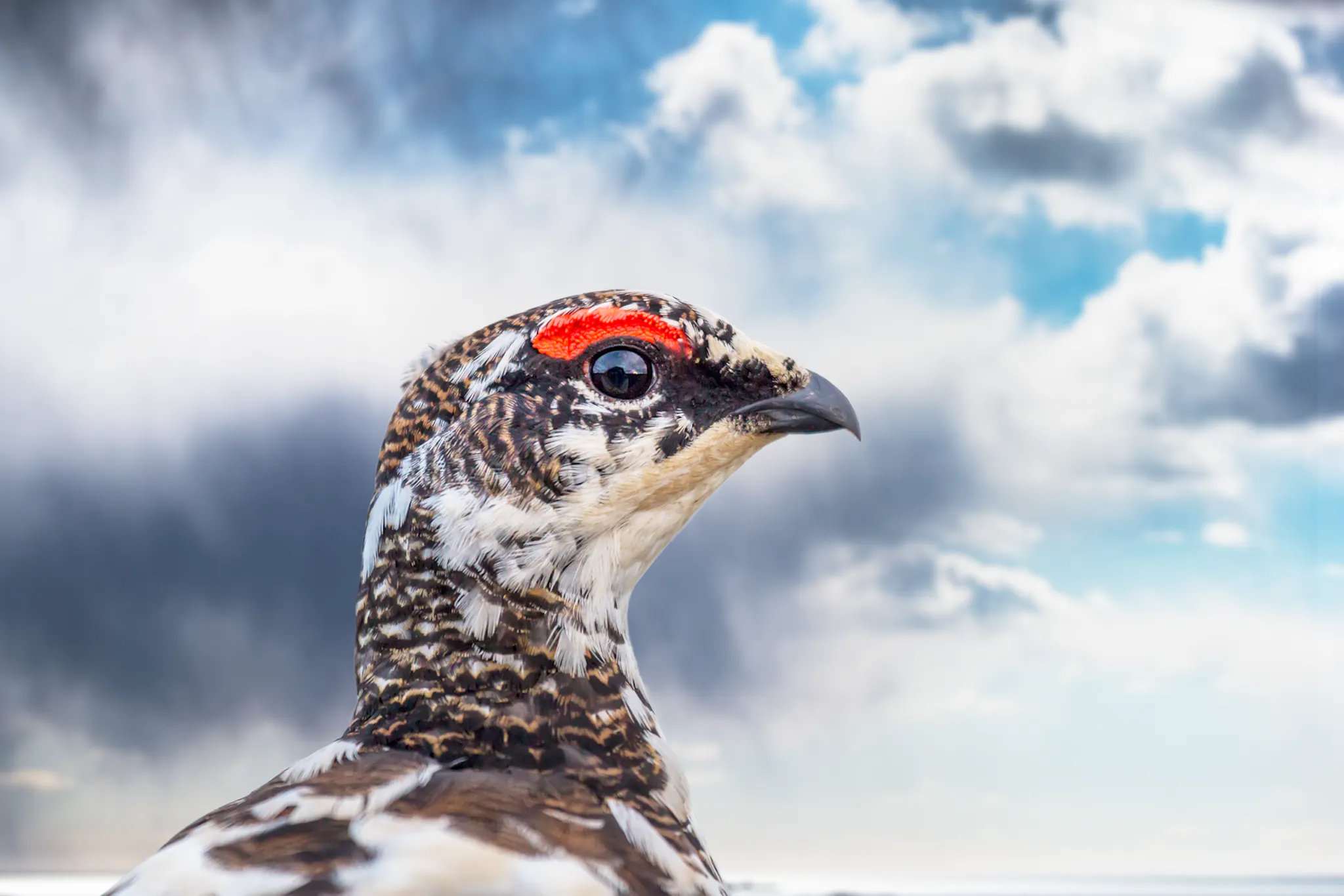 Spot the Ptarmigan | Birding in Iceland | Perlan