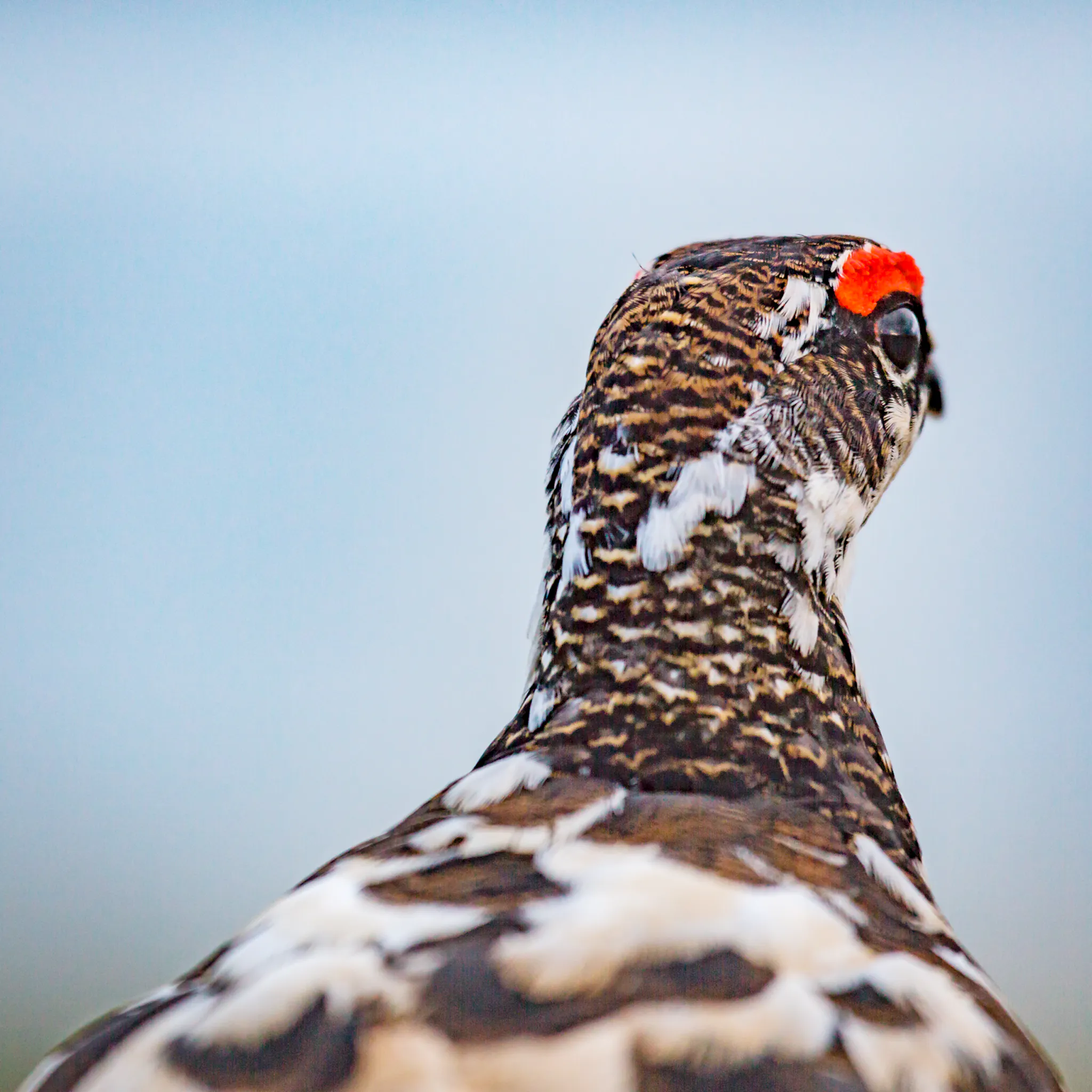 Spot the Ptarmigan | Birding in Iceland | Perlan