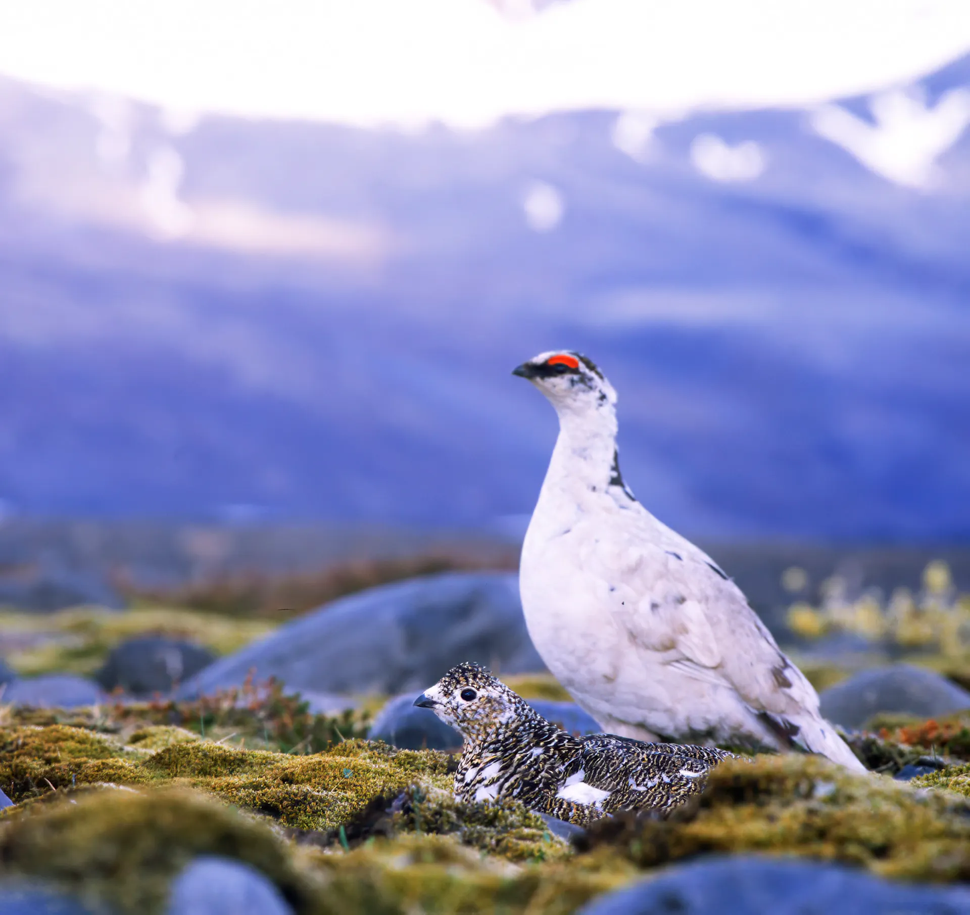 Spot the Ptarmigan | Birding in Iceland | Perlan