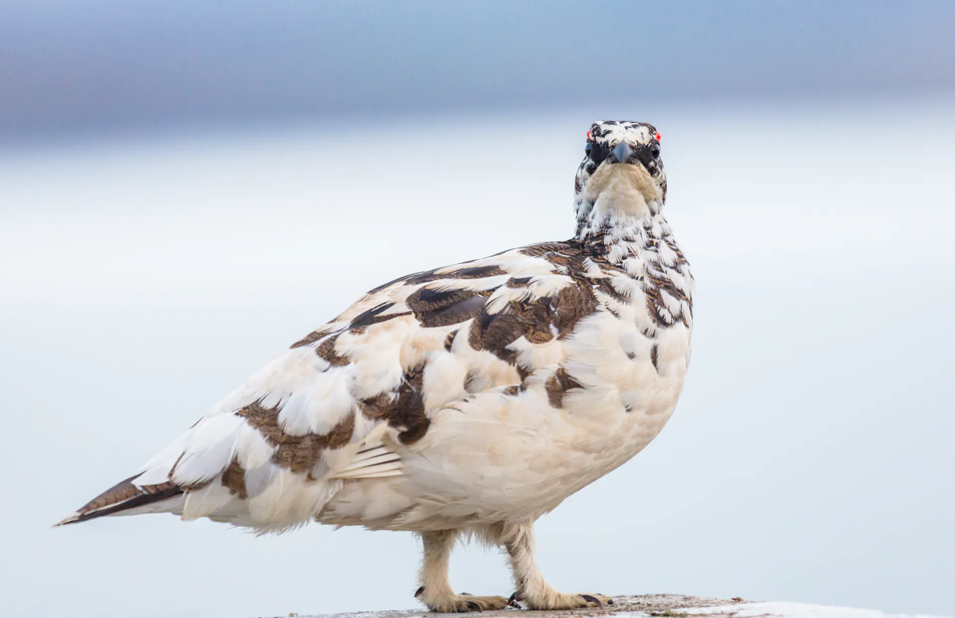 Spot the Ptarmigan | Birding in Iceland | Perlan