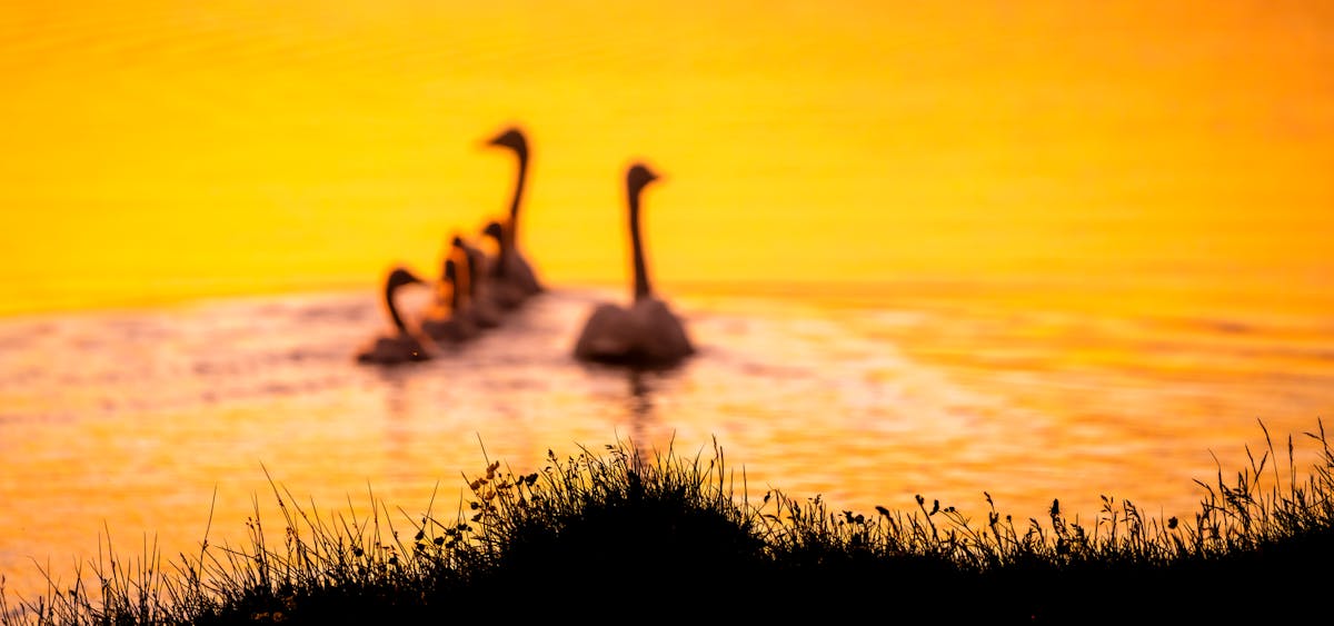 Whooper Swan Wonders: A Guide to Spotting Majestic Beauty in Nature| Perlan