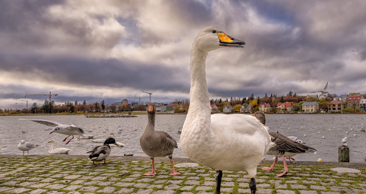 Whooper Swan Wonders: A Guide to Spotting Majestic Beauty in Nature| Perlan
