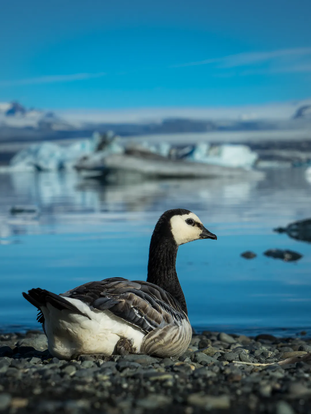 The World of Barnacle Geese | Birds in Iceland | Perlan