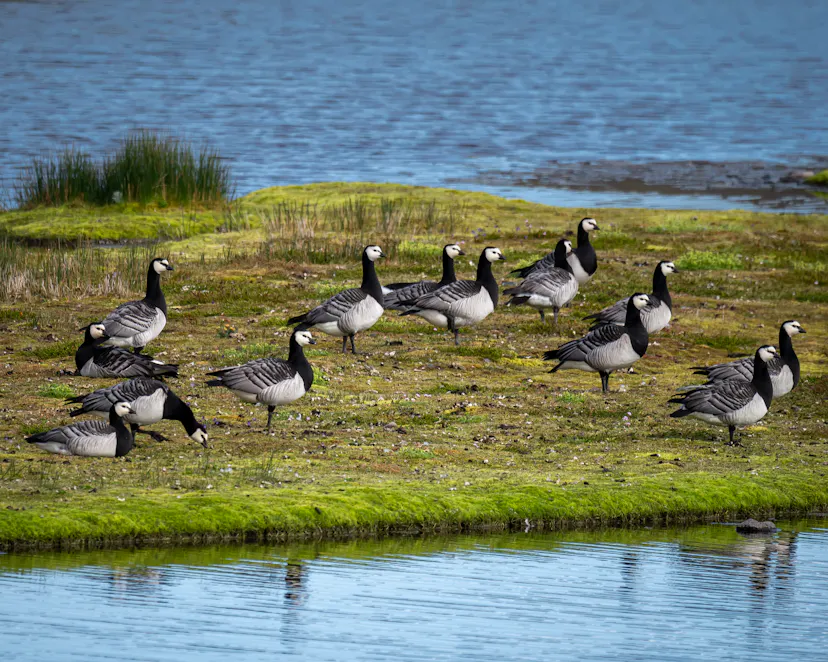 The World of Barnacle Geese | Birds in Iceland | Perlan