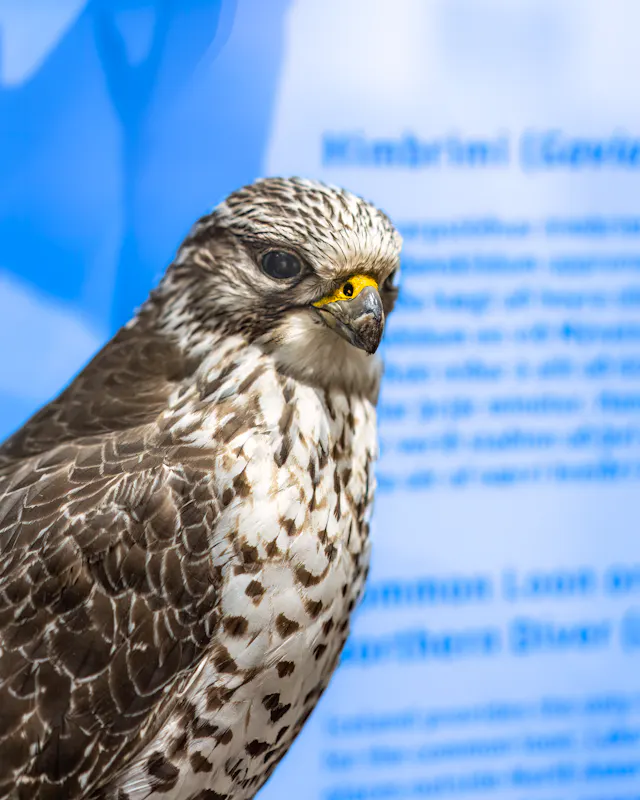 Iceland's National Bird | The Gyrfalcon | Perlan