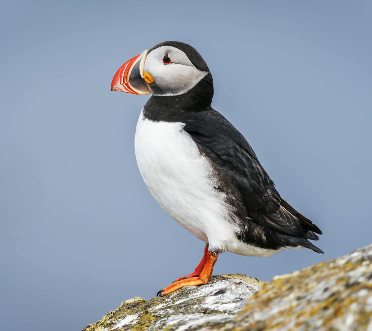 Birds in Iceland | Wildlife in Iceland | Perlan
