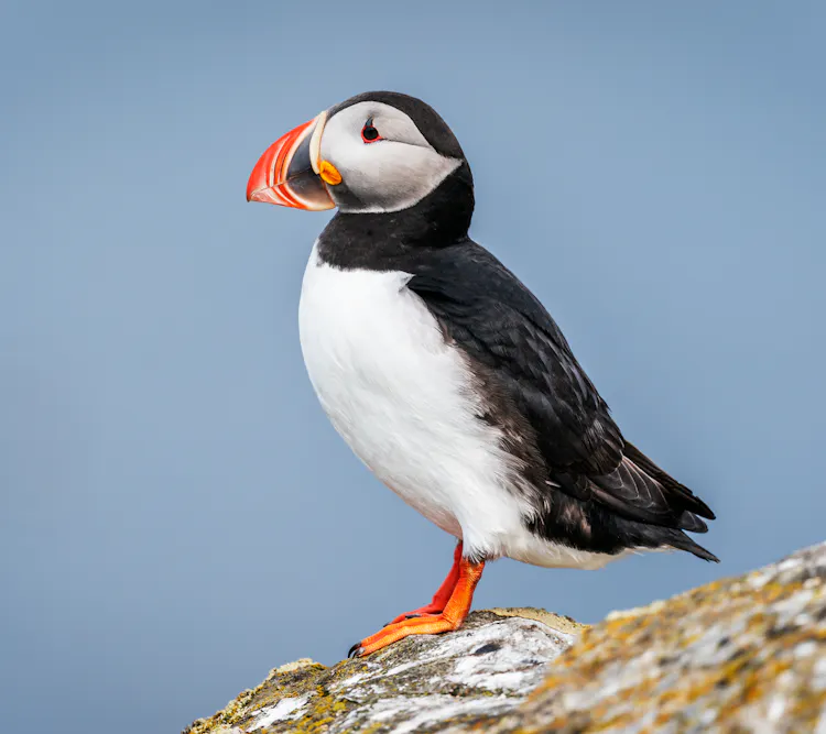 Birds in Iceland | Wildlife in Iceland | Perlan