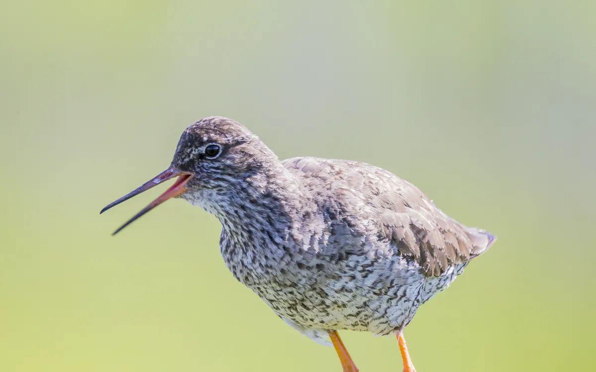 Spot the Common Redshank in Iceland | Perlan