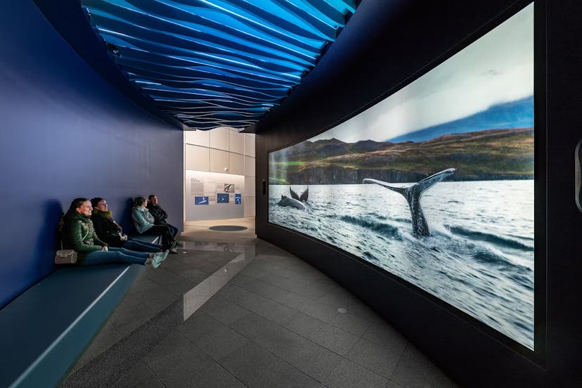 Explore Iceland's Oceans | Interactive Nature Museum | Perlan