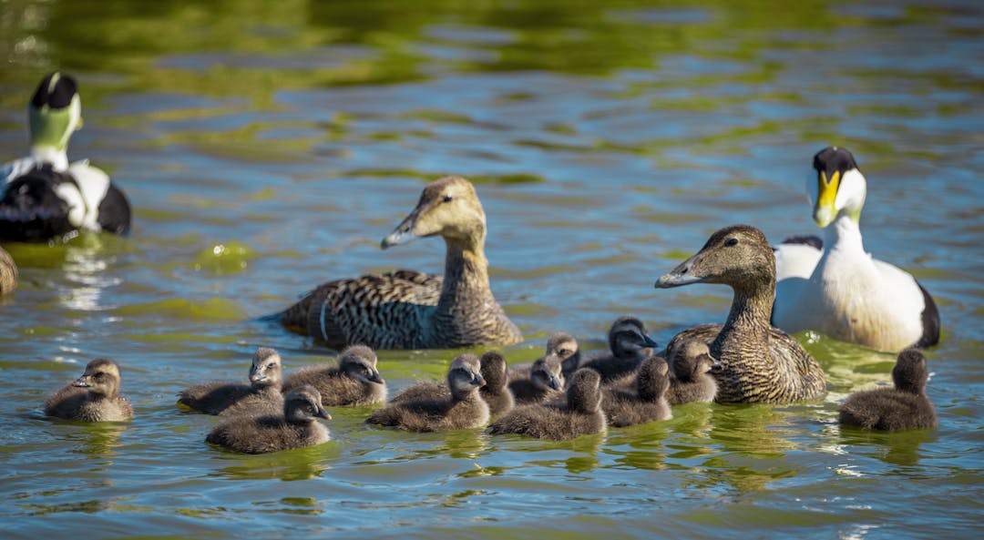 Unveiling the Common Eider: Iceland's Valuable Avian Treasure | Perlan