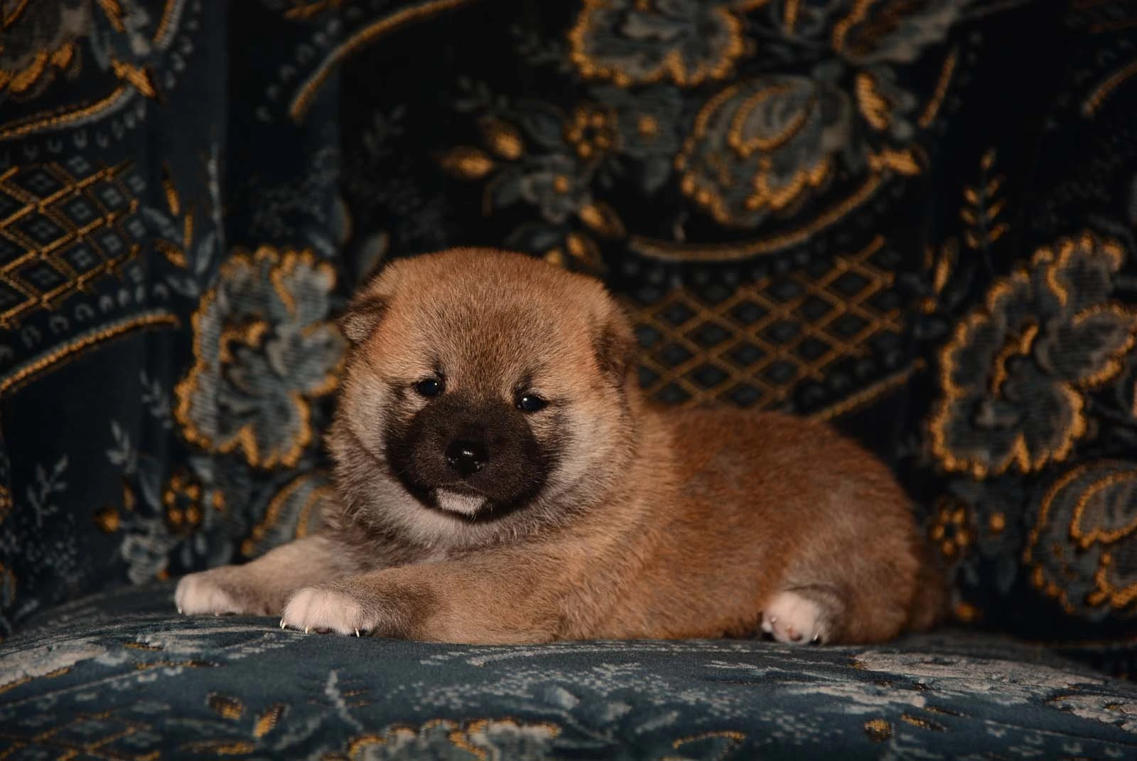 Shiba Inu: The Essential Breed Guide | Pets4You