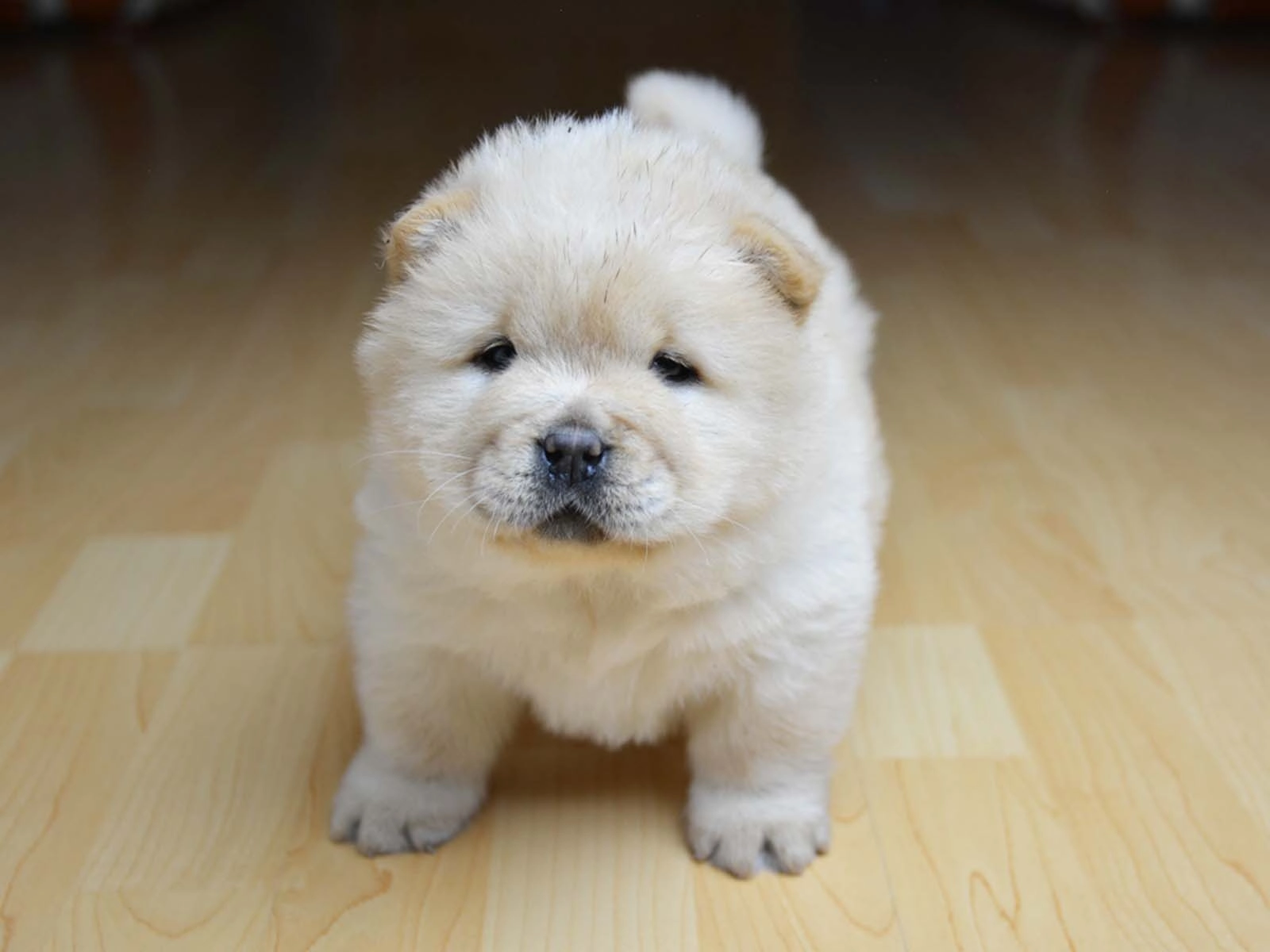 Chow Chow: The Essential Breed Guide I Pets4You
