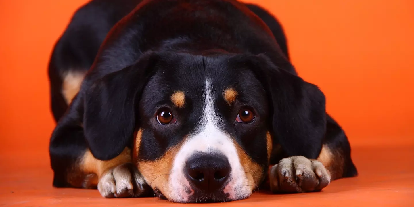 0b7fc20b-60e0-4ddc-ad4a-c6be1d386982_Appenzeller.webp?auto=compress ...