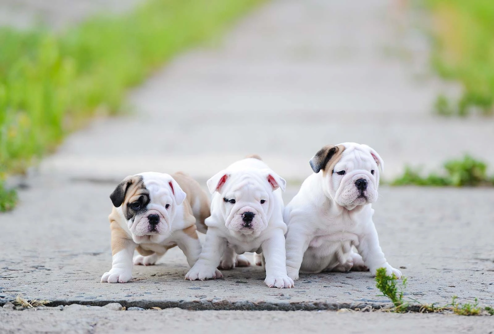 English Bulldog: The Essential Breed Guide | Pets4You