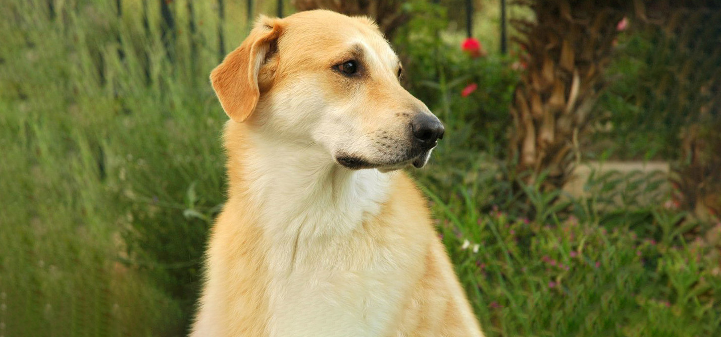 Chinook: The Essential Breed Guide | Pets4You