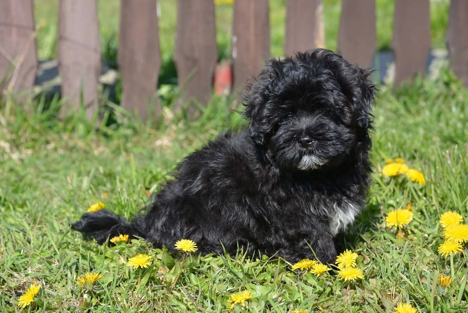 Havanese: The Essential breed Guide | Pets4You