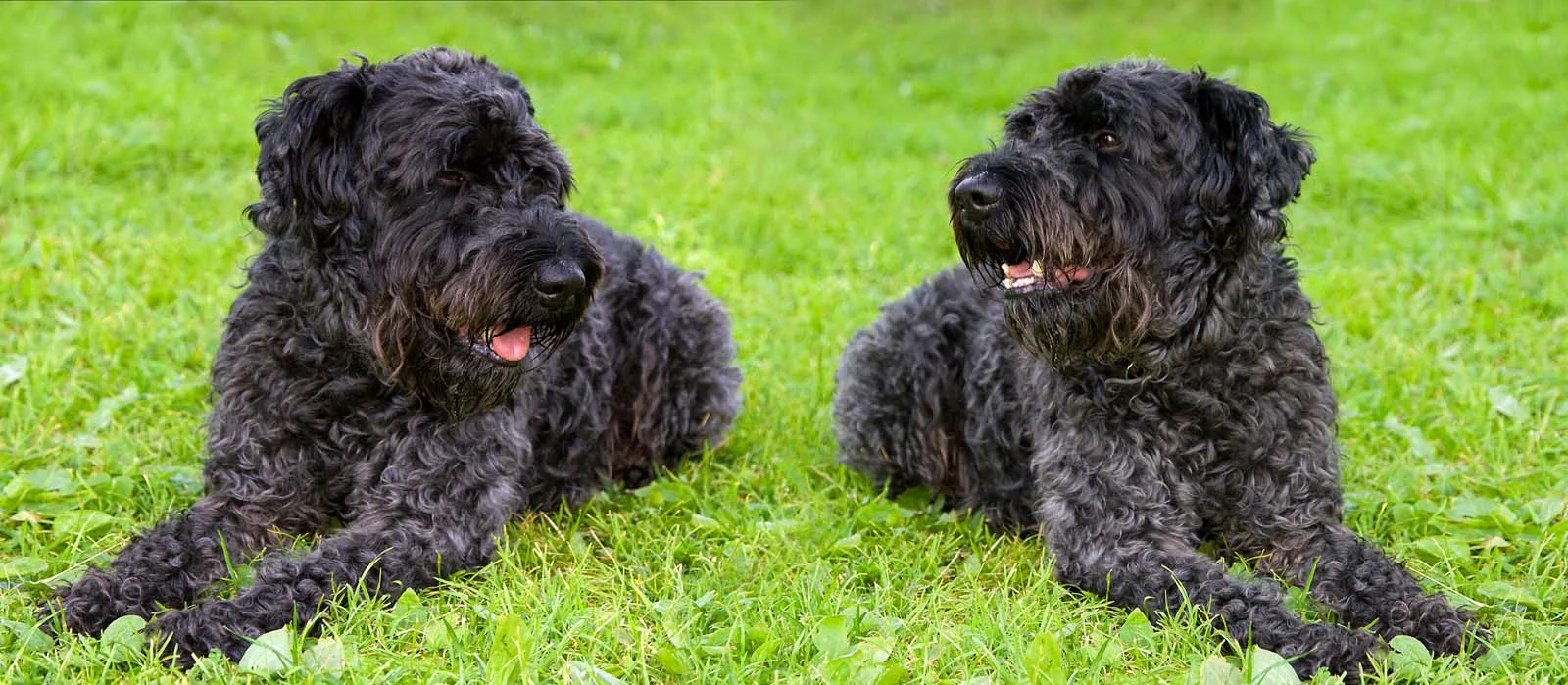 Kerry Blue Terrier: The Essential Breed Guide | Pets4You