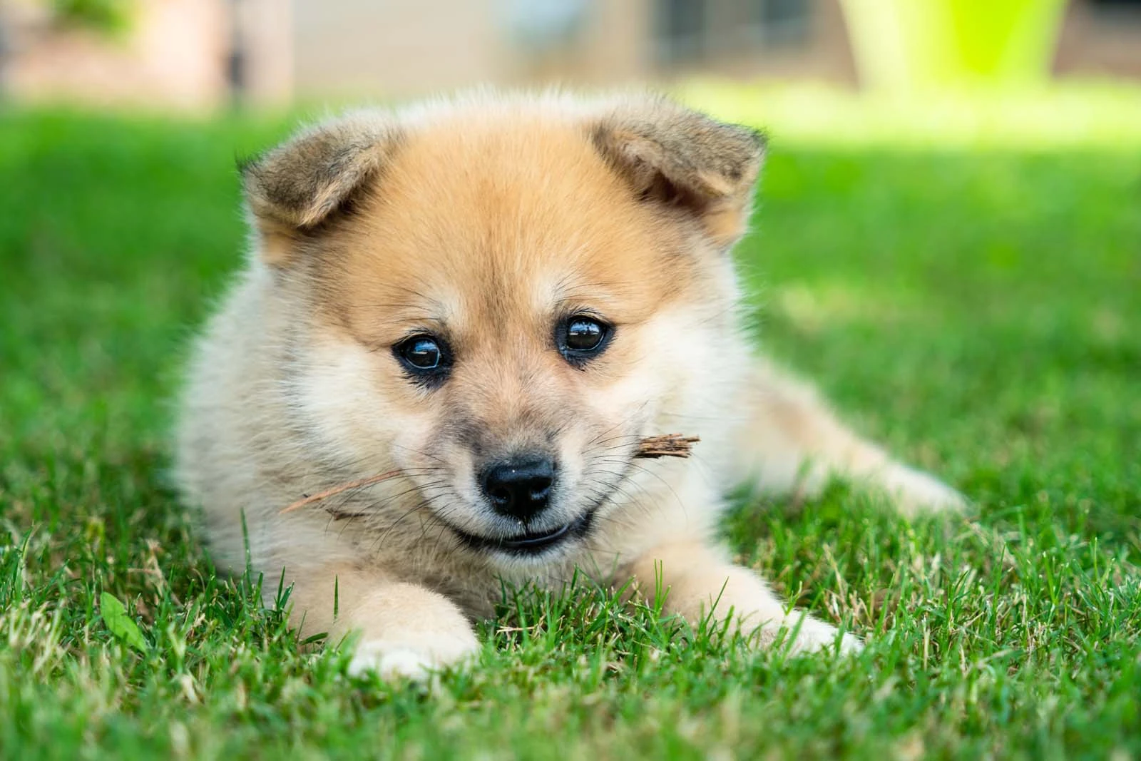 Pomsky: The Essential Breed Guide | Pets4You