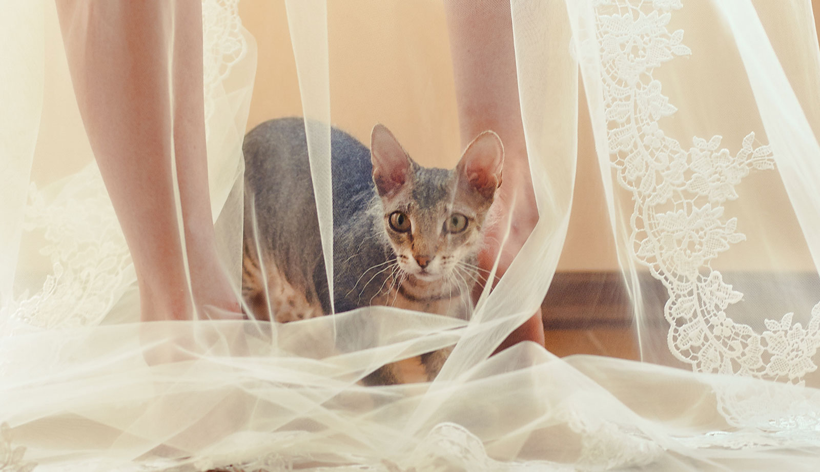 Minskin Cat: The Essential Breed Guide I Pets4You