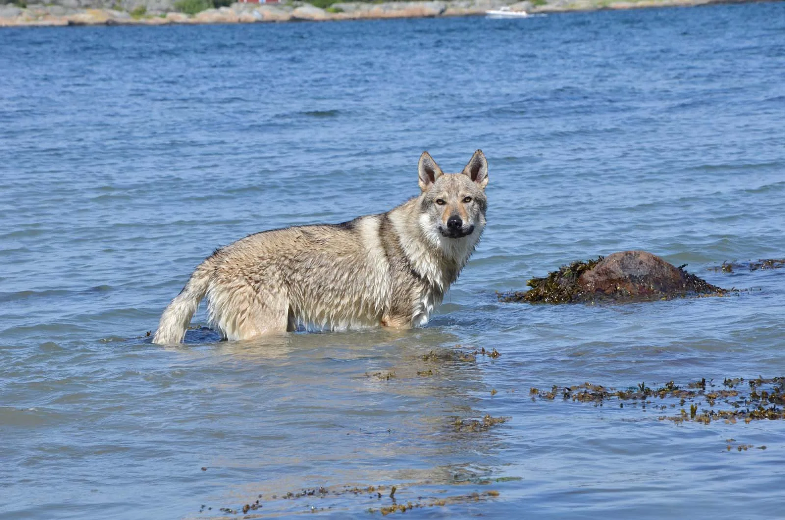 Czechoslovakian Vlcak: The Essential Breed Guide | Pets4You