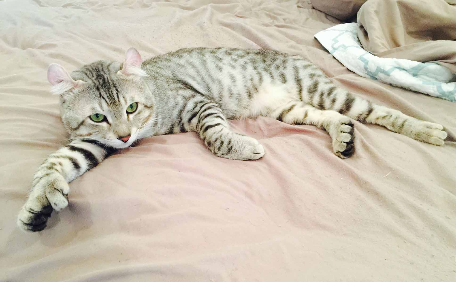 Desert Lynx: The Essential Breed Guide I Pets4You