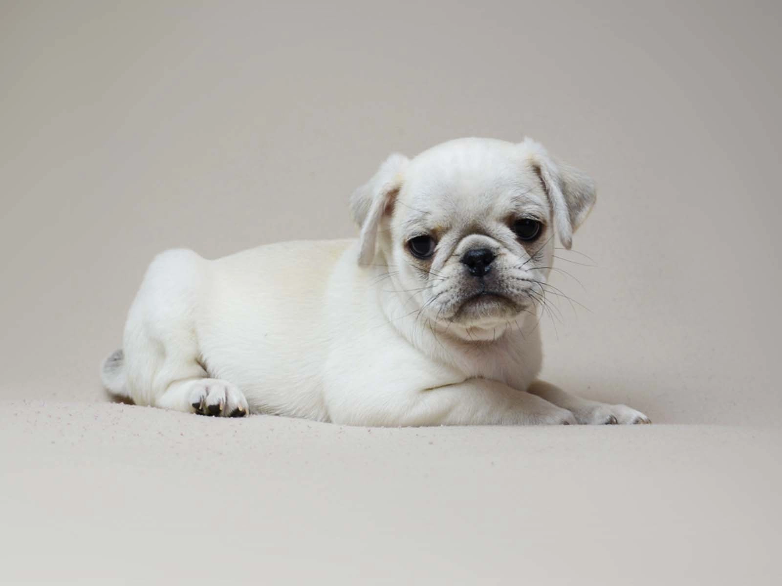 Pug: The Essential breed Guide | Pets4You