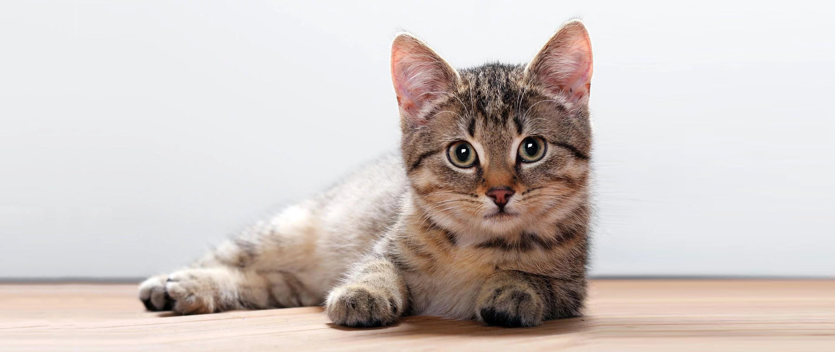 California Spangled: The Essential Breed Guide I Pets4You