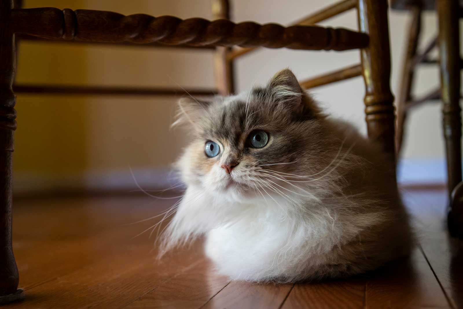Napoleon / Minuet Cat: The Essential Guide | Pets4You