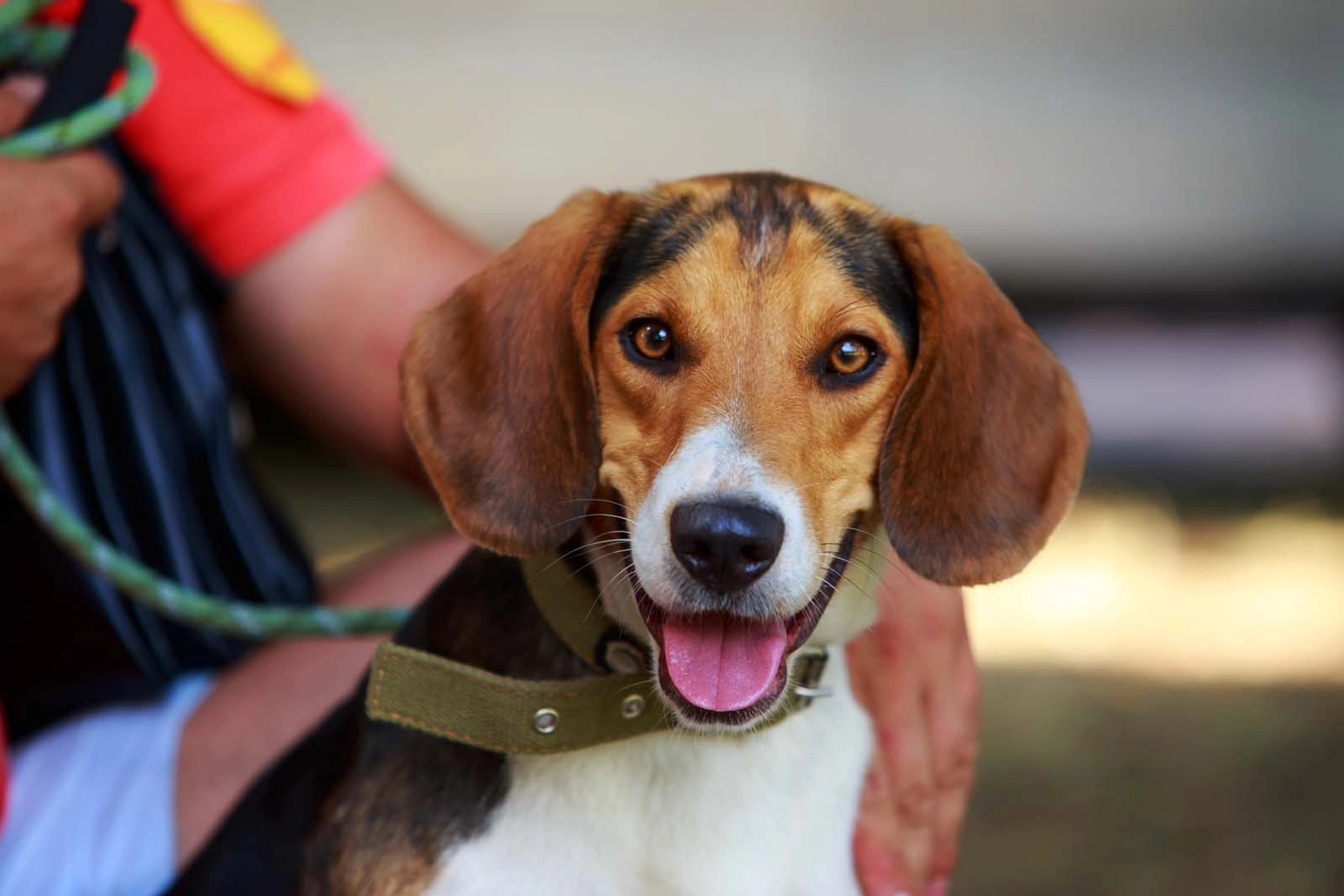American Foxhound: The Essential Breed Guide | Pets4You