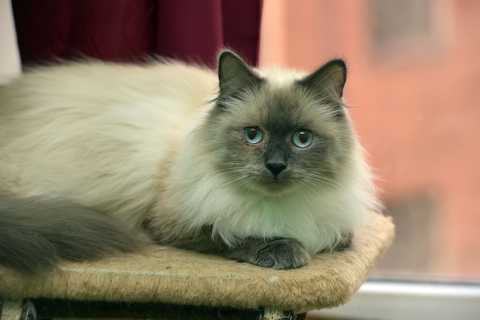 Himalyan Cat: The Essential Breed Guide | Pets4You