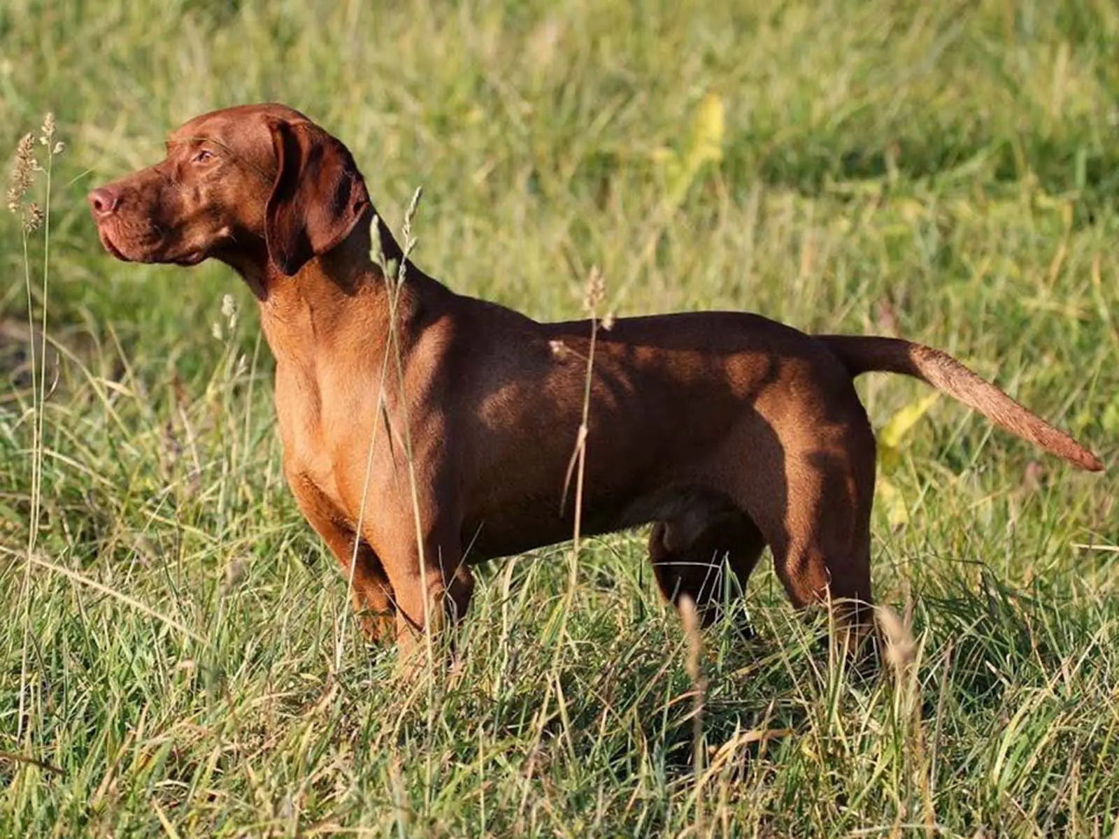 Vizsla: The Essential Breed Guide | Pets4You