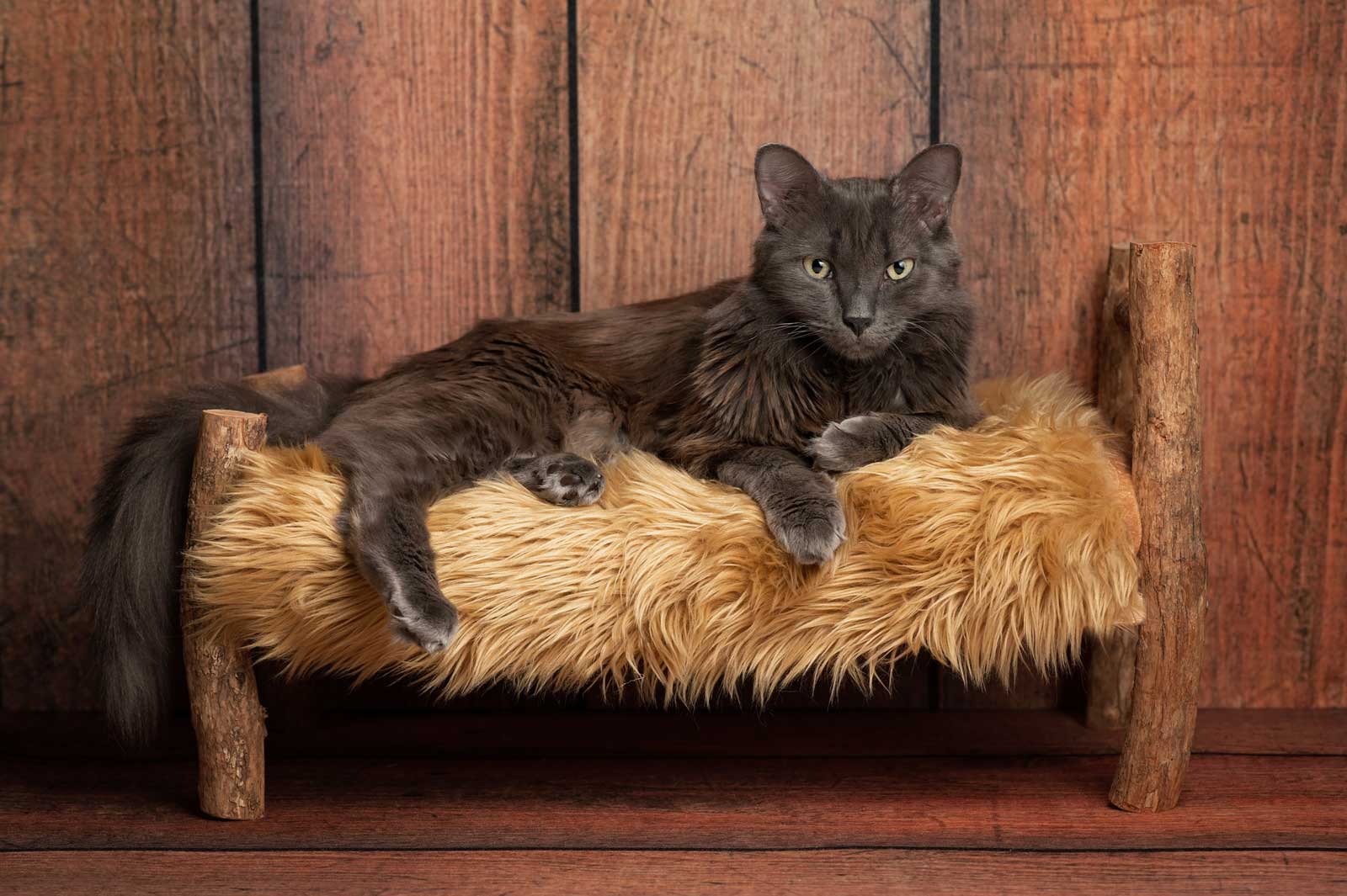 Nebelung Cat: The Essential Breed Guide | Pets4You