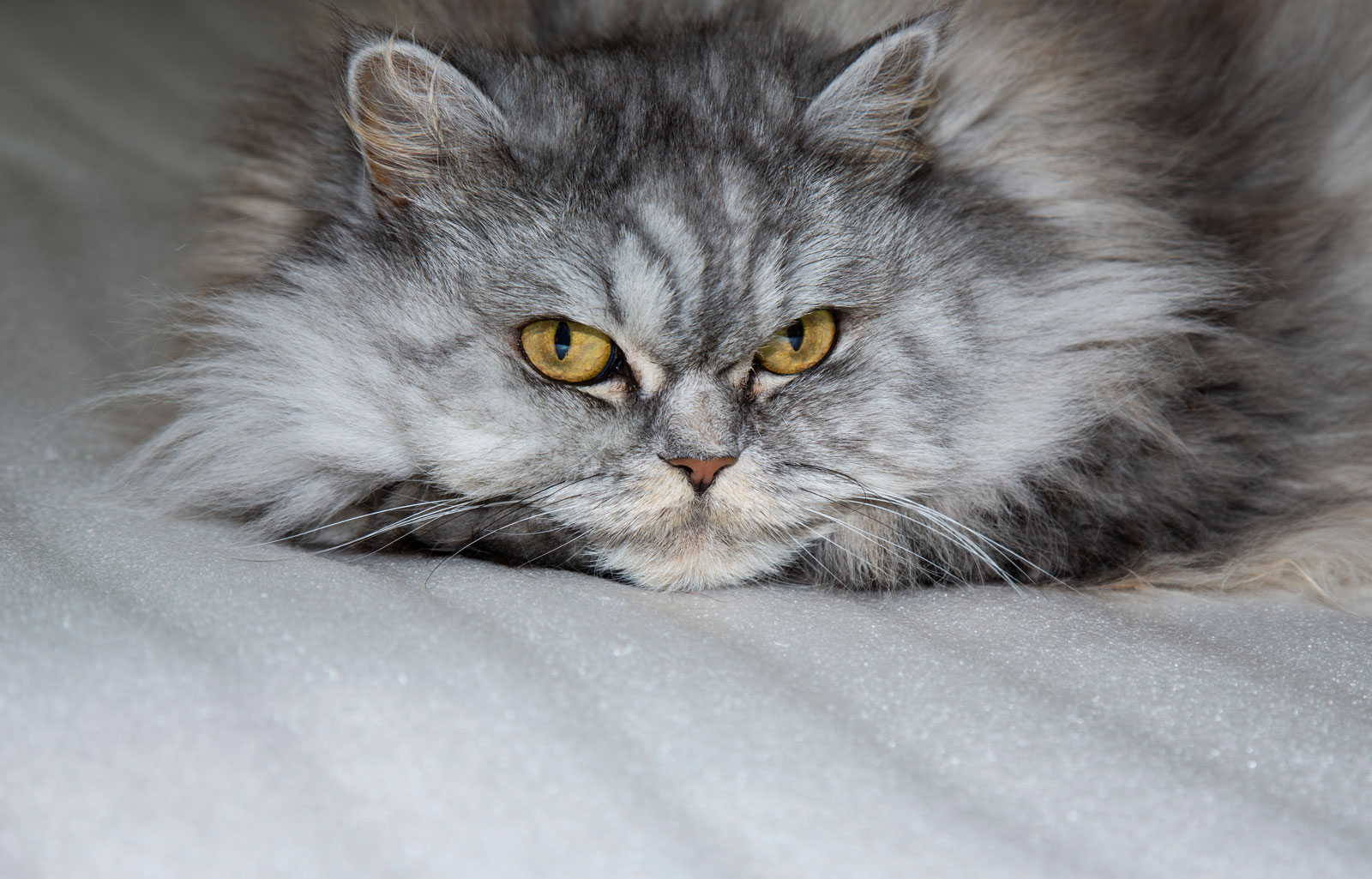 Highlander Cat: The Essential Breed Guide | Pets4You