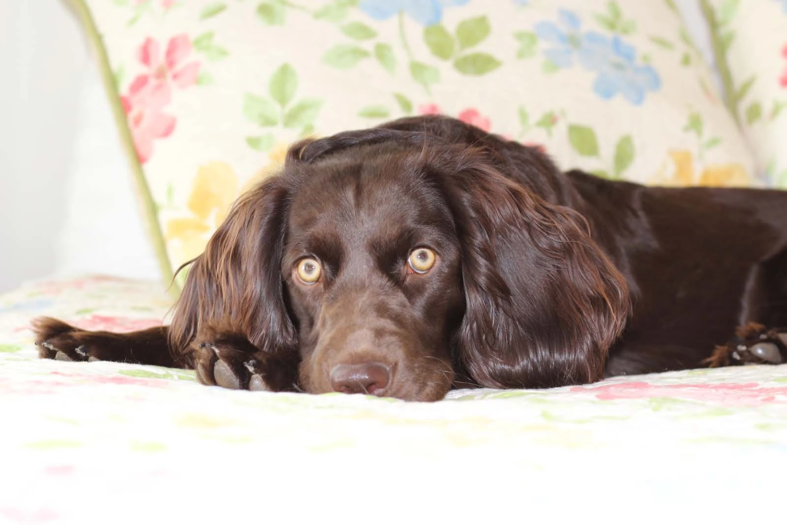 Boykin Spaniel: The Essential Breed Guide | Pets4You