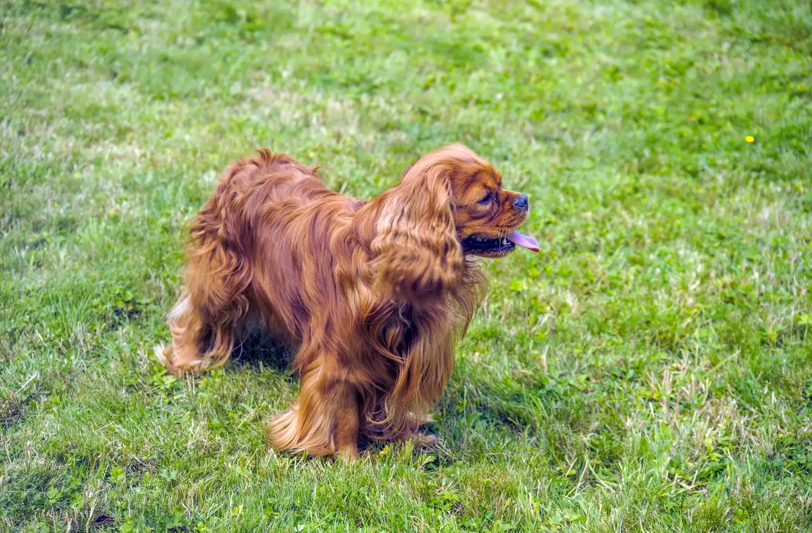 English Toy Spaniel: The Essential Breed Guide | Pets4You