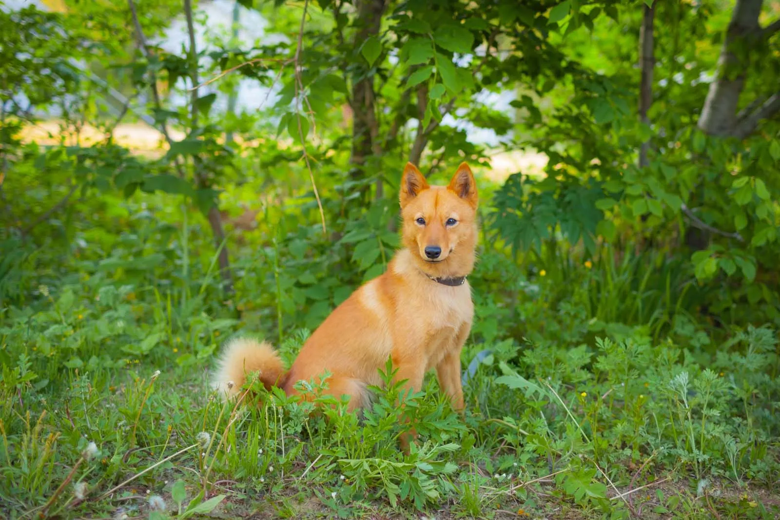 Karelian Bear Dog: The Essential Breed Guide | Pets4You
