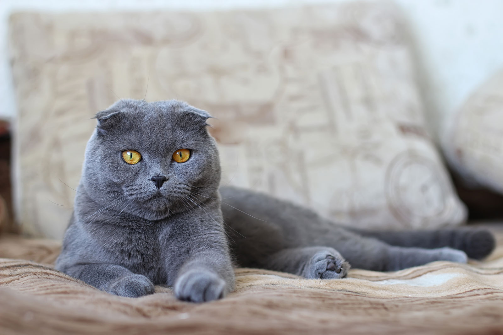 Scottish Fold: The Essential Breed Guide I Pets4You