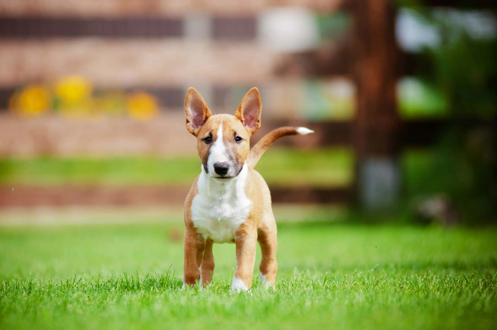 Bull Terrier: The Essential Breed Guide | Pets4You