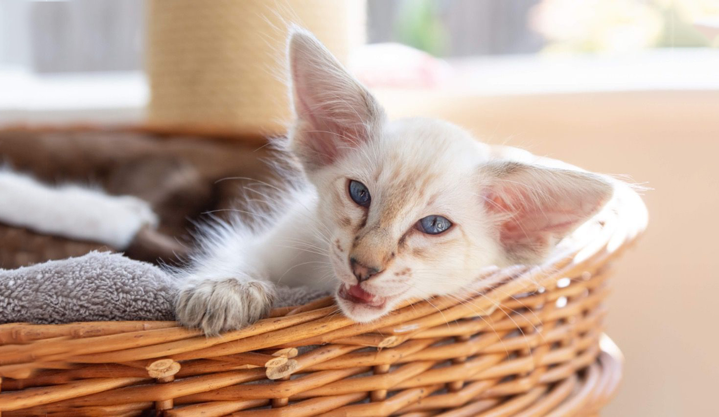 Oriental Longhair: The Essential Breed Guide I Pets4You