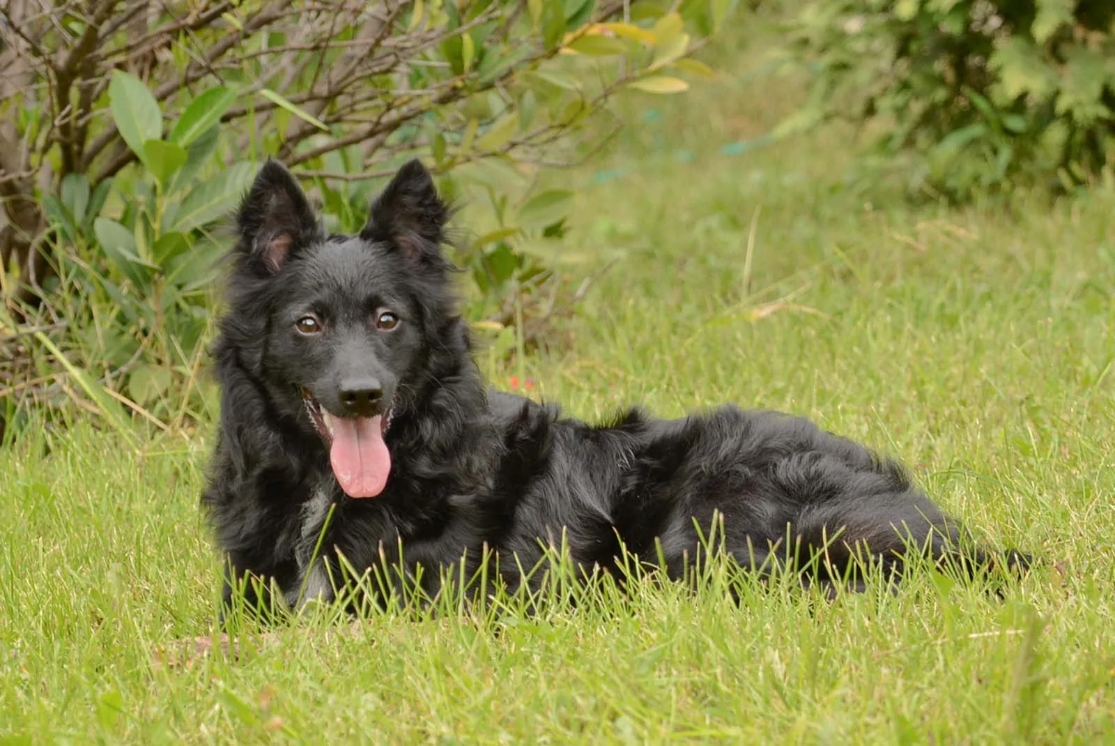 Mudi: The Essential Breed Guide | Pets4You