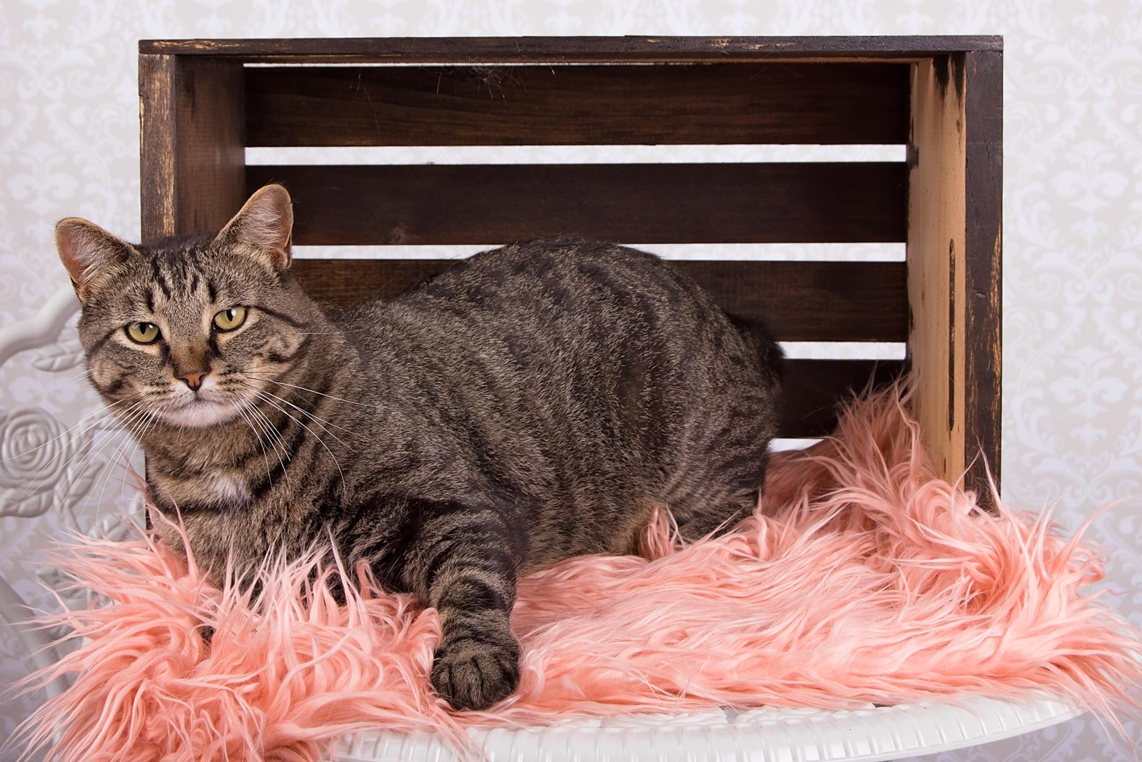 Manx Cat: The Essential Breed Guide I Pets4You
